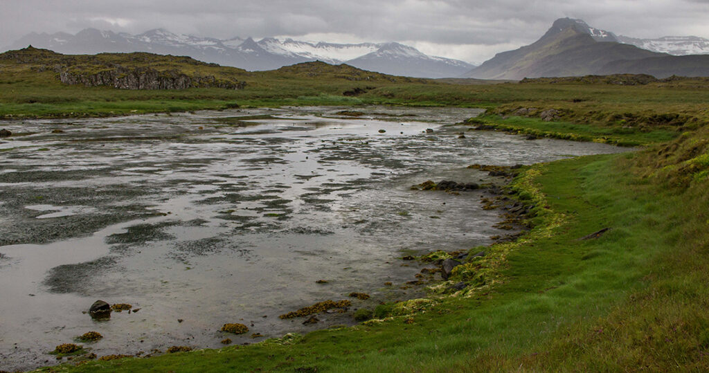 Iceland nature walks and birdwatching - Crossbill Guides Foundation